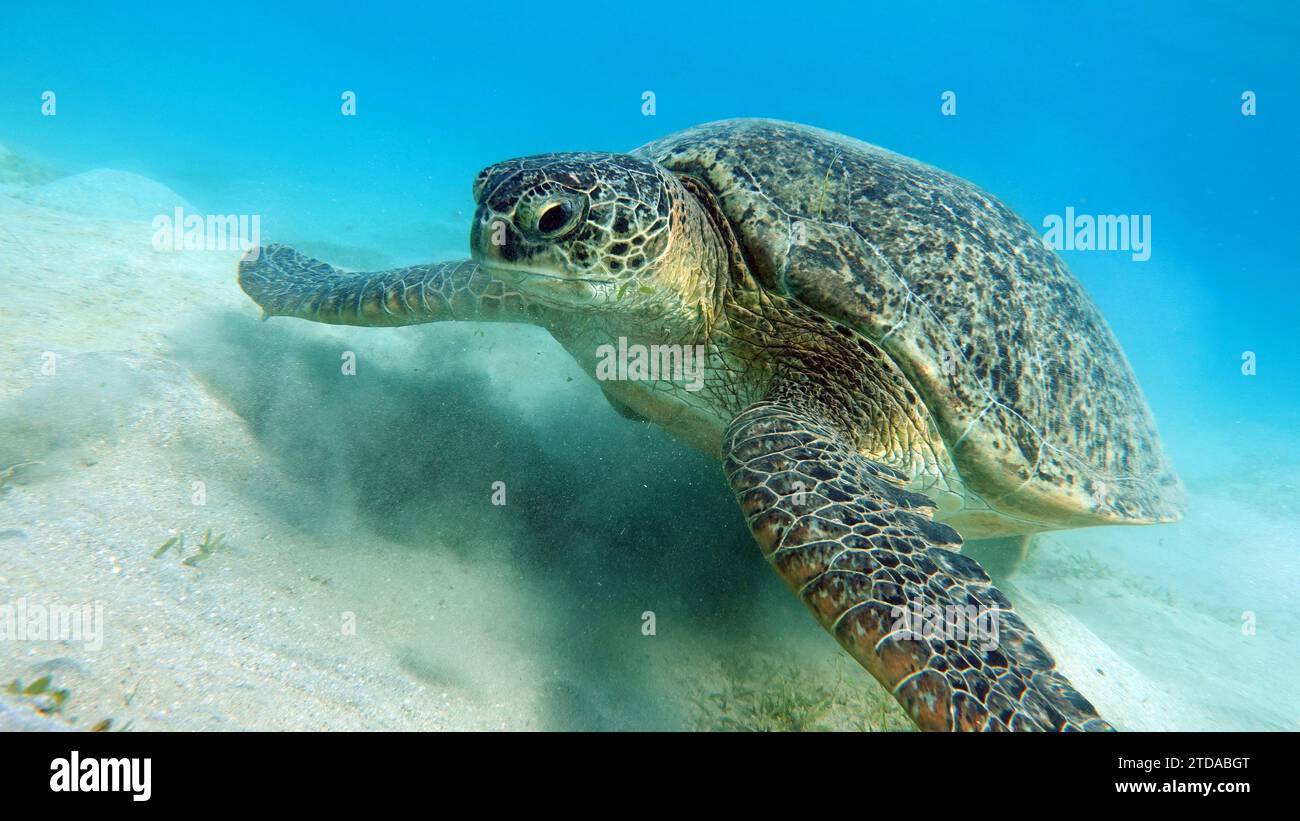 Big Green turtle , Green turtles are the largest of all sea turtles. A ...