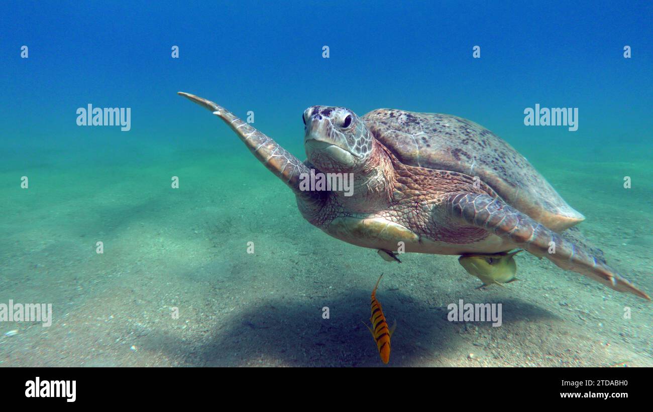 Big Green turtle , Green turtles are the largest of all sea turtles. A ...