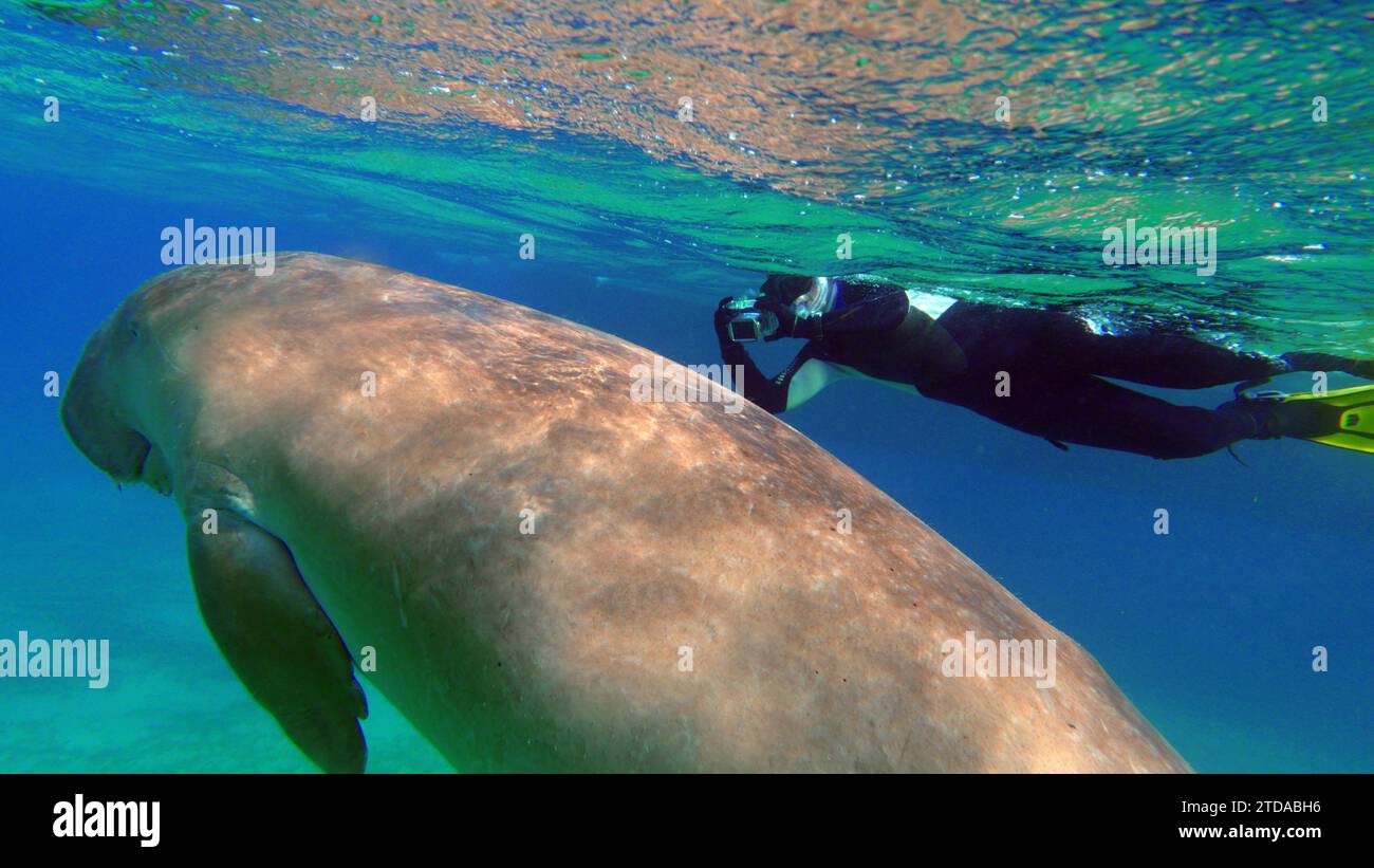 Dugong (dugong dugon) or seacow in the Red Sea. Dugong. Baby dugong ...