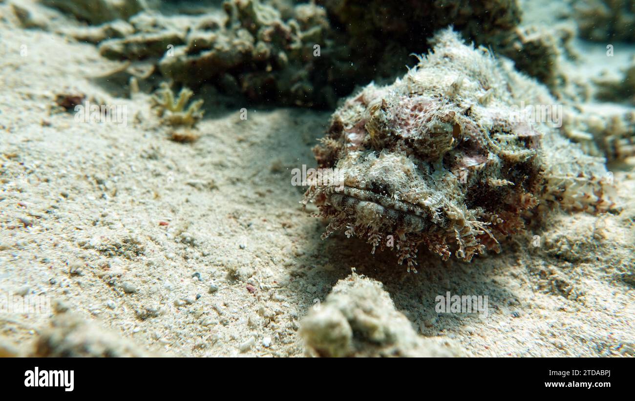 Stone fish - Synanceiidae. Ocean wart - this fish of the family ...