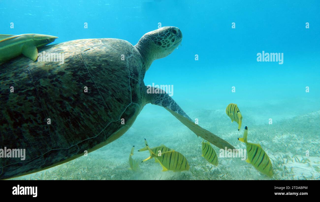Big Green turtle , Green turtles are the largest of all sea turtles. A ...