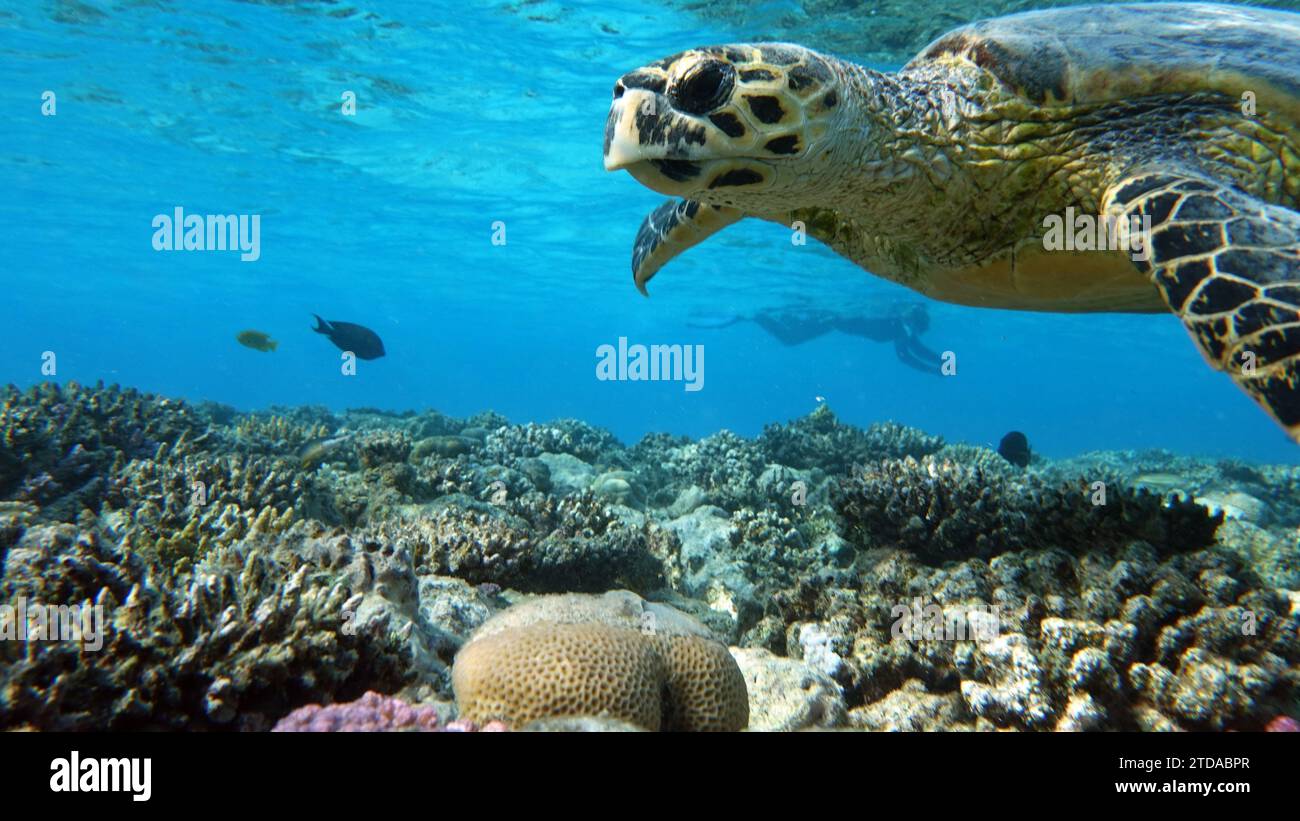 Hawksbill sea turtle (CR species) Hawksbill Turtle - Eretmochelys ...