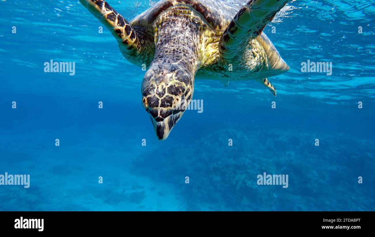 Hawksbill sea turtle (CR species) Hawksbill Turtle - Eretmochelys ...