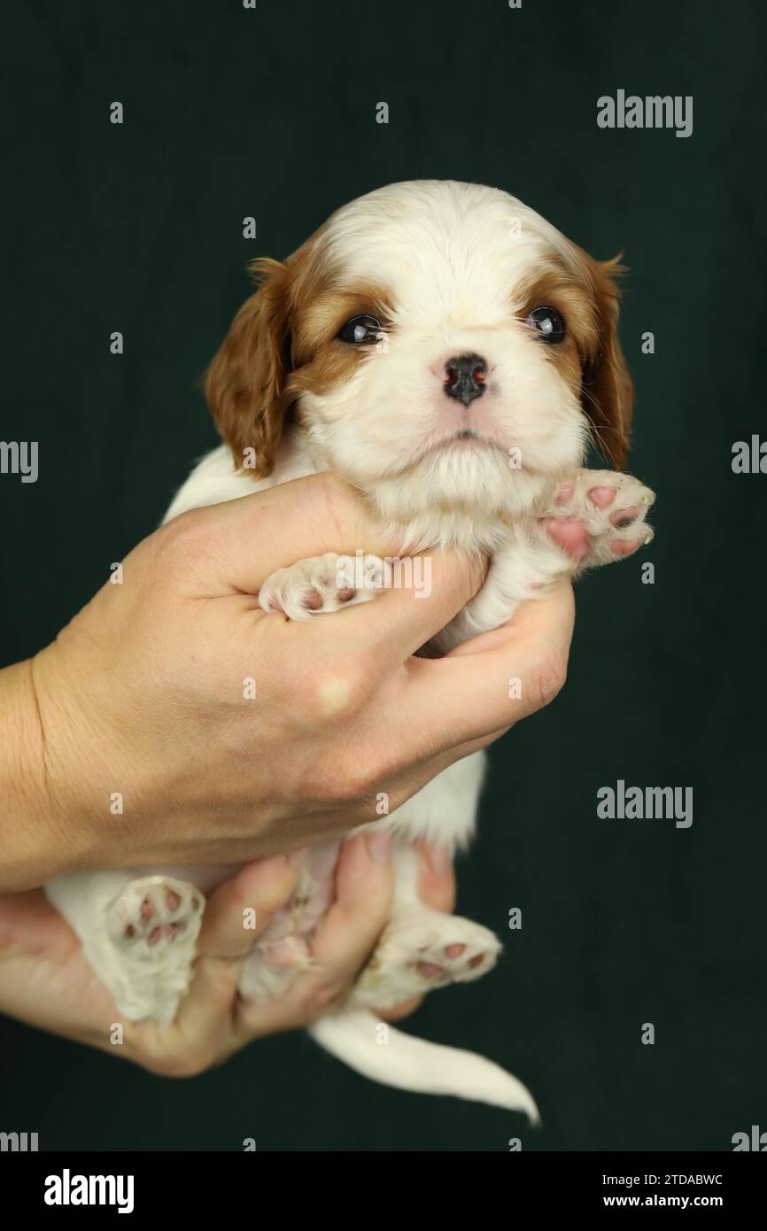 Cute small cavalier king charles spaniel puppy in the palms Stock Photo ...