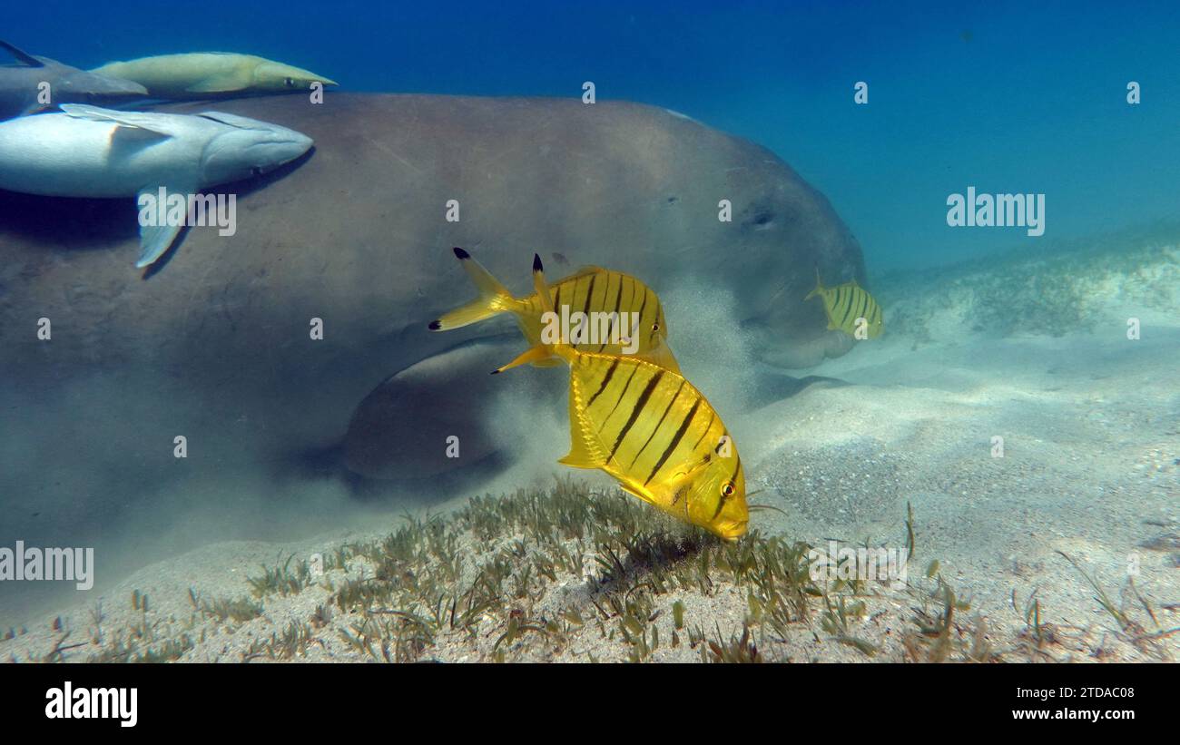 Dugong (dugong dugon) or seacow in the Red Sea. Dugong. Baby dugong ...