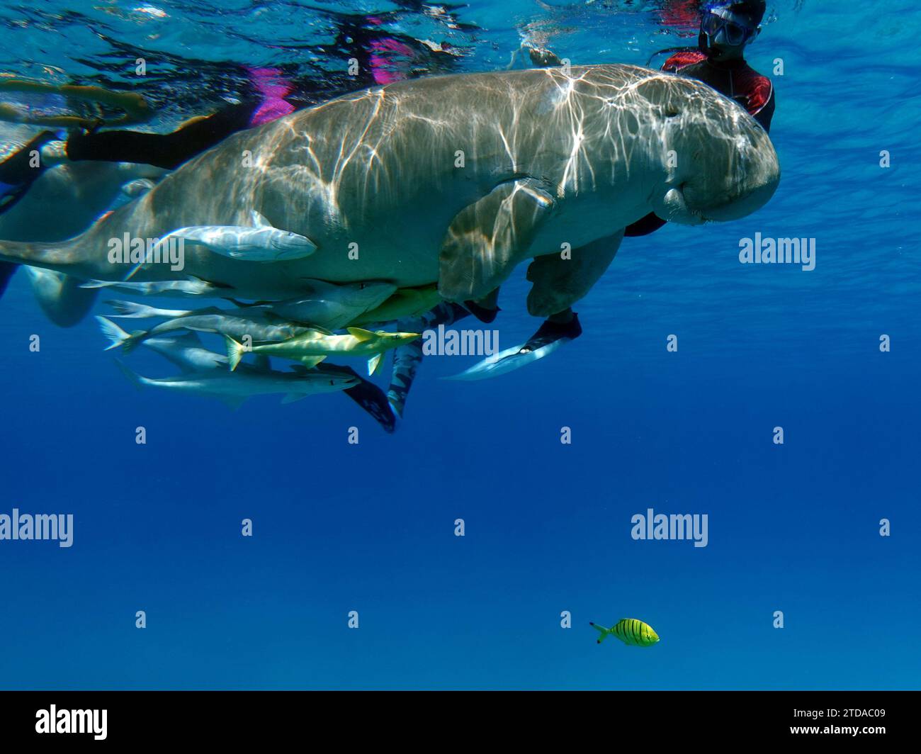 Dugong (dugong dugon) or seacow in the Red Sea. Dugong. Baby dugong ...