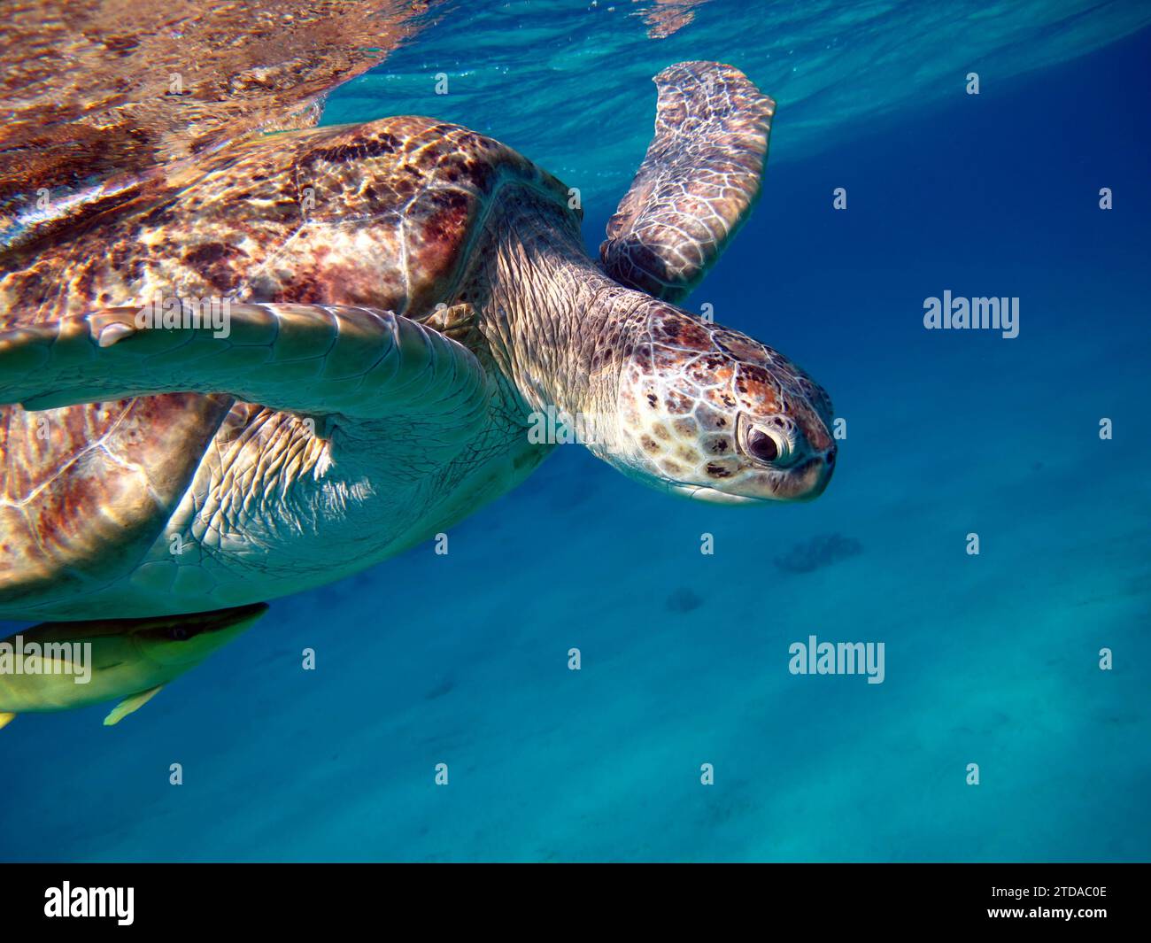 Big Green turtle , Green turtles are the largest of all sea turtles. A ...