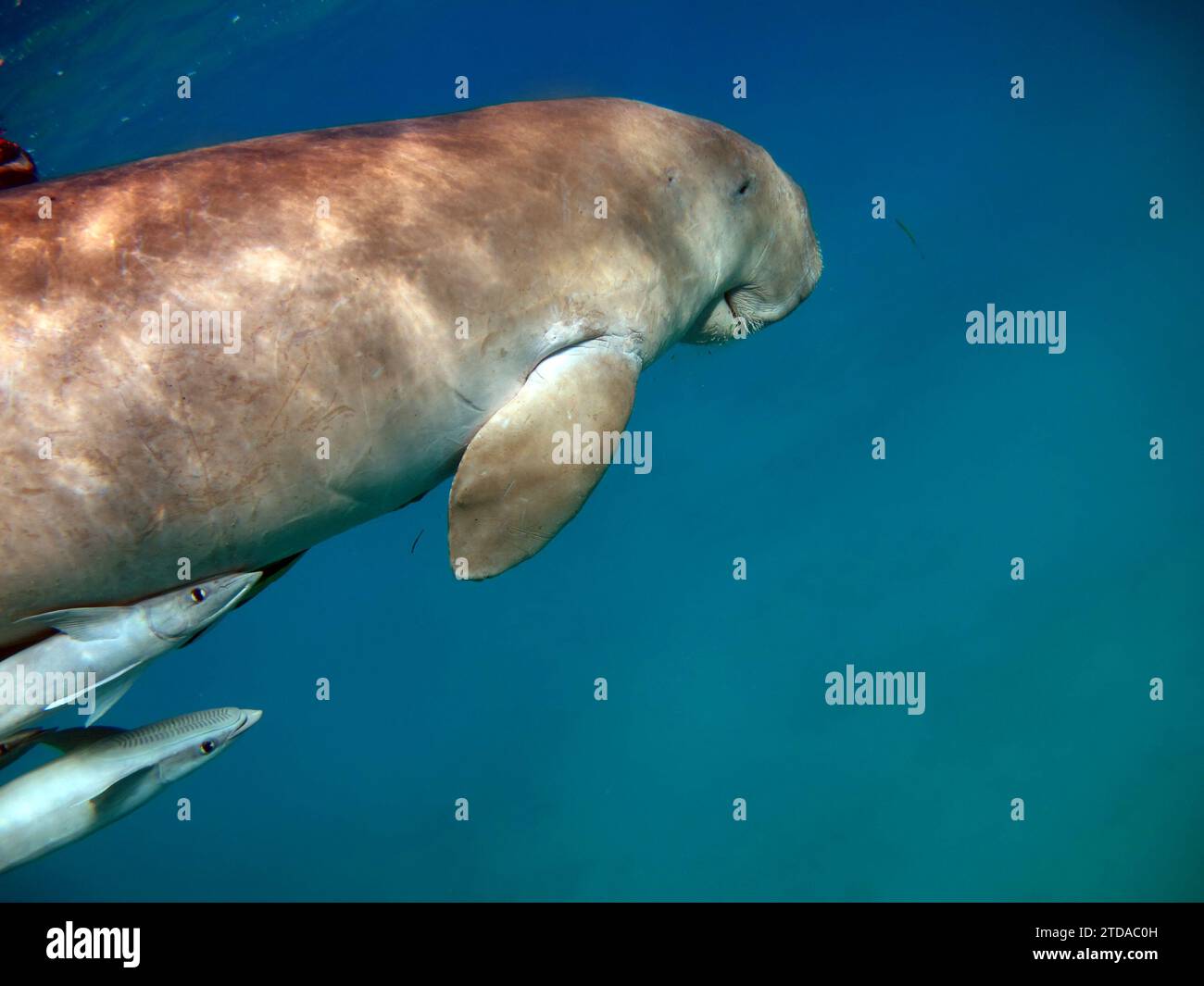Dugong sea cow diving from hi-res stock photography and images - Alamy