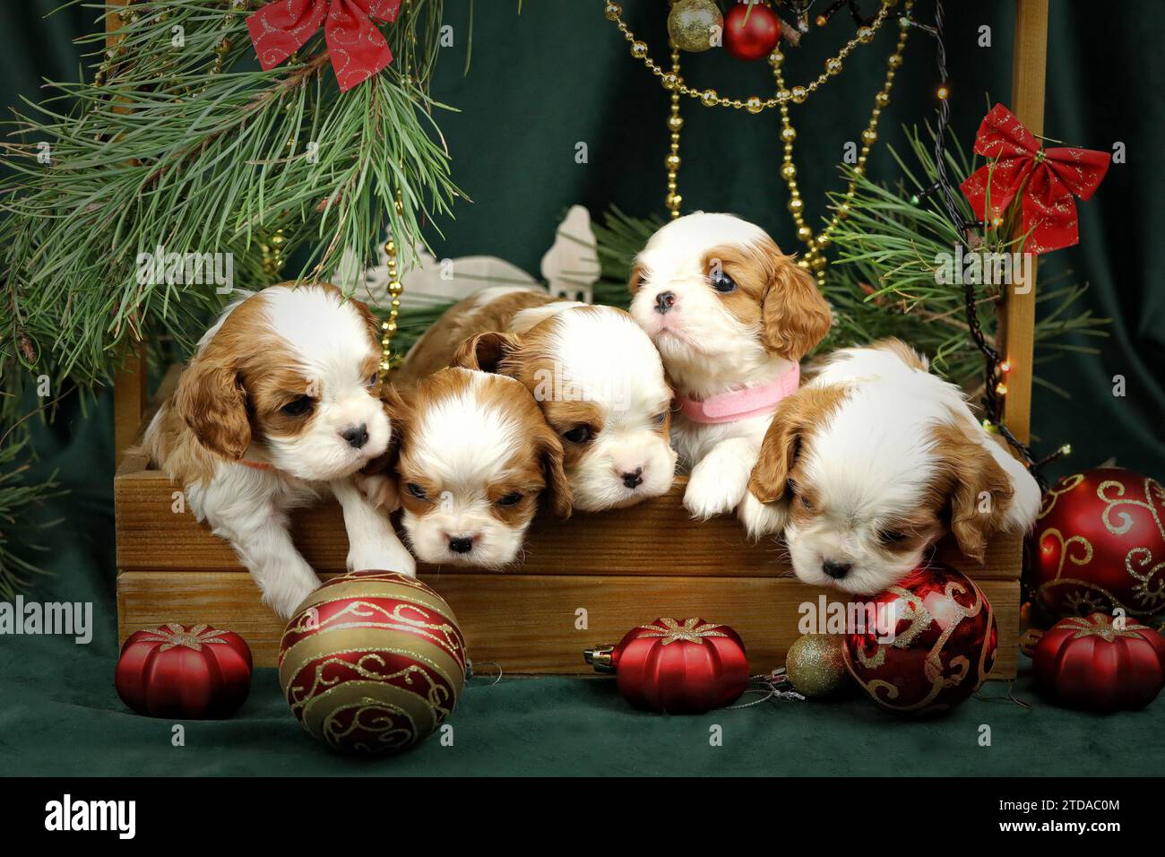 Cute small cavalier king charles spaniel puppies with christmas ...