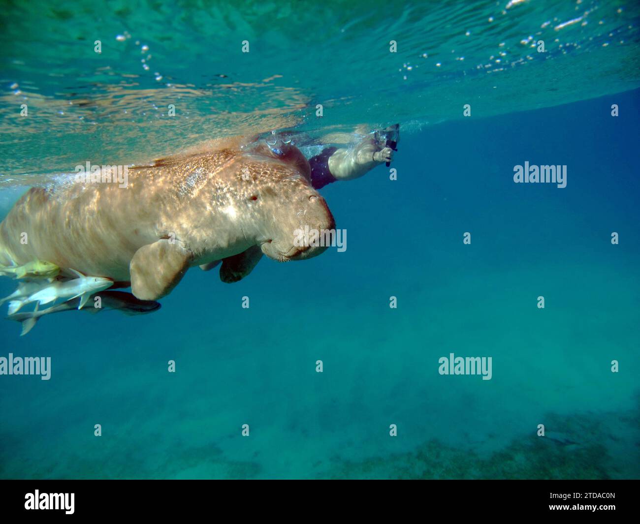 Dugong (dugong dugon) or seacow in the Red Sea. Dugong. Baby dugong ...