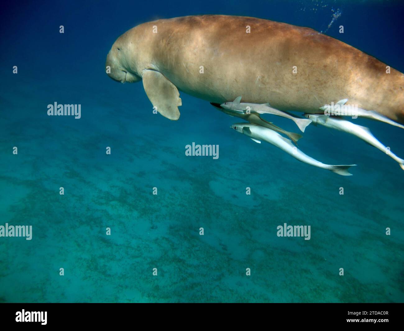 Dugong (dugong dugon) or seacow in the Red Sea. Dugong. Baby dugong ...