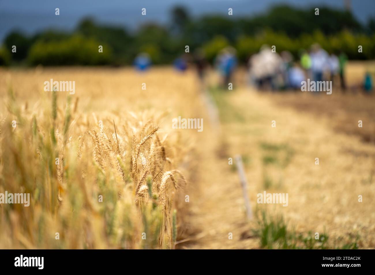 farmer in a cropping field. farming in a cropping field growing grain ...