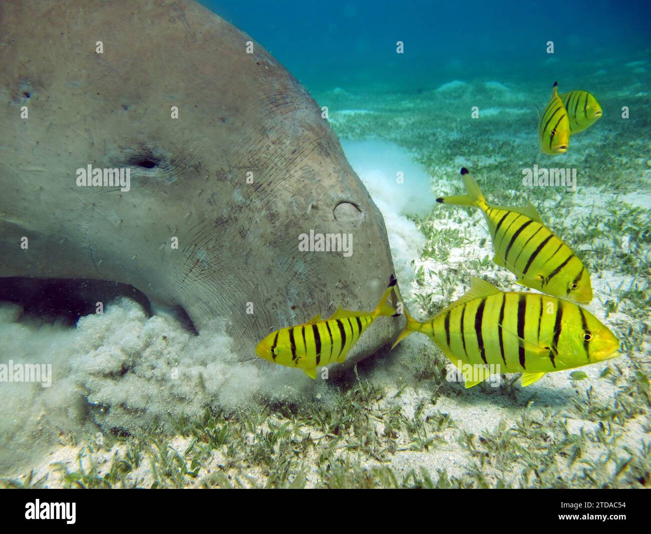 Seacow in the red sea hi-res stock photography and images - Alamy