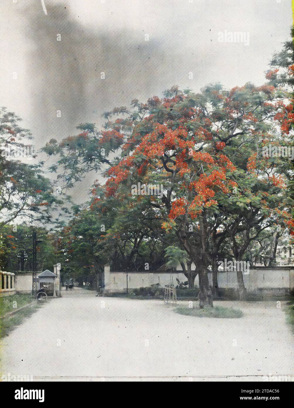 Hà-nôi, Hainoi Vietnam, Tonkin, Indochina The flamboyants of avenue du ...