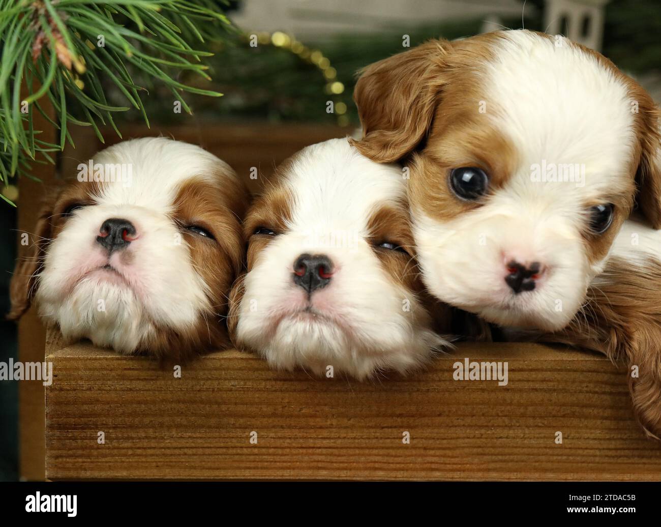 Cute small cavalier king charles spaniel puppy Stock Photo - Alamy