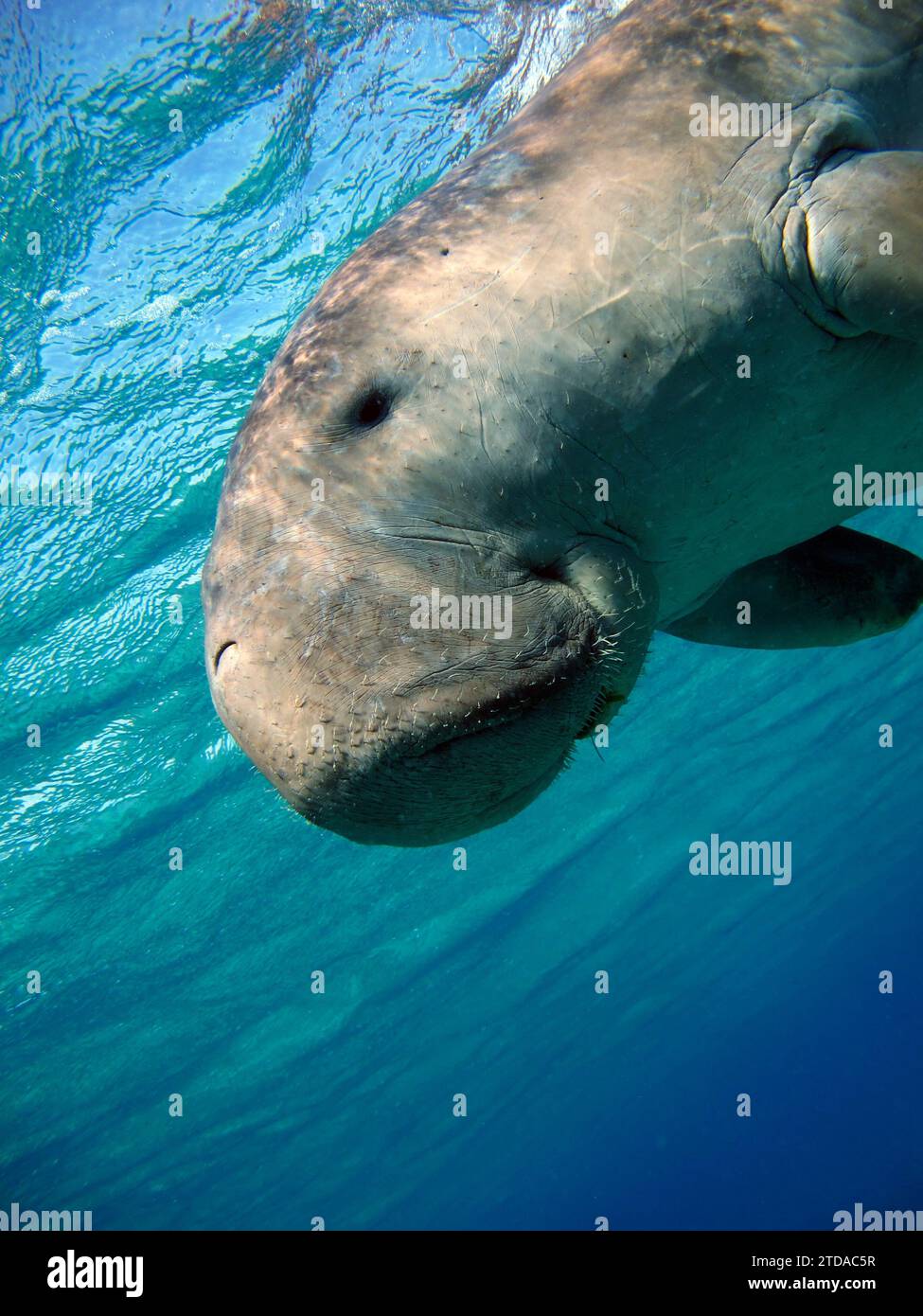 Dugong (dugong dugon) or seacow in the Red Sea. Dugong. Baby dugong ...