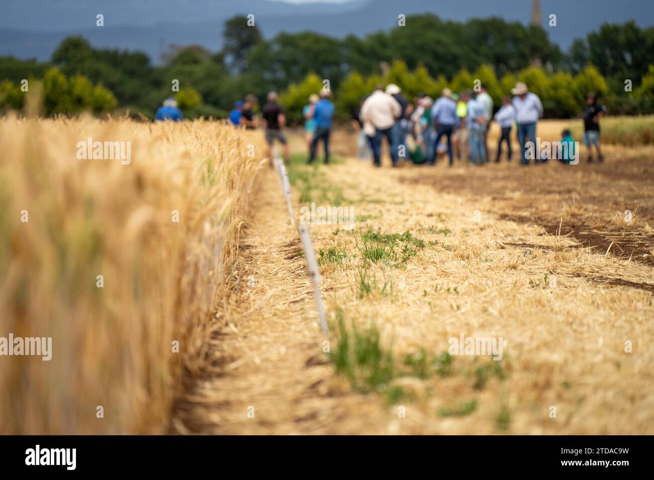 group of farmers in a field learning about wheat and barley crops from ...