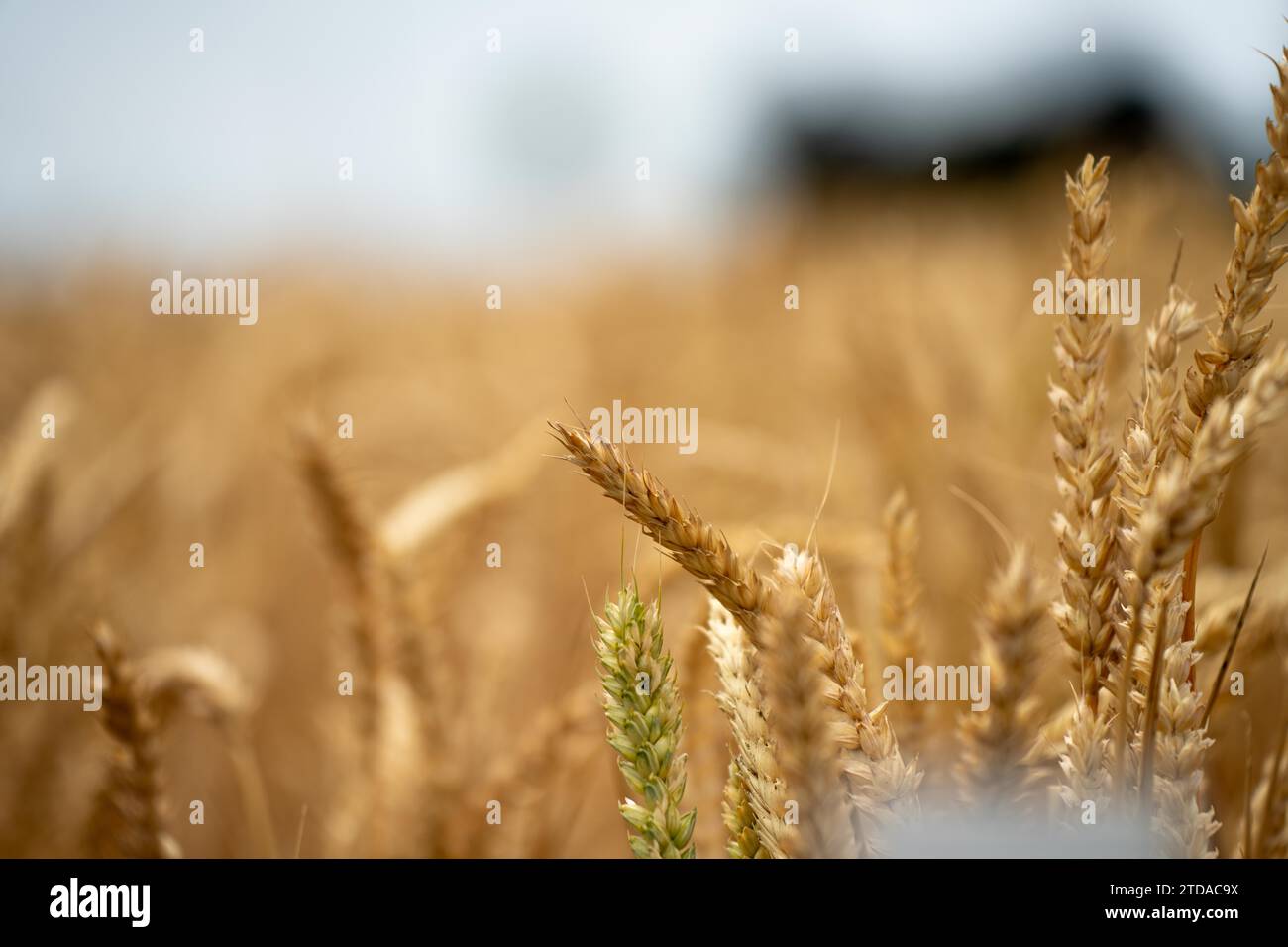 Barley plants hi-res stock photography and images - Alamy