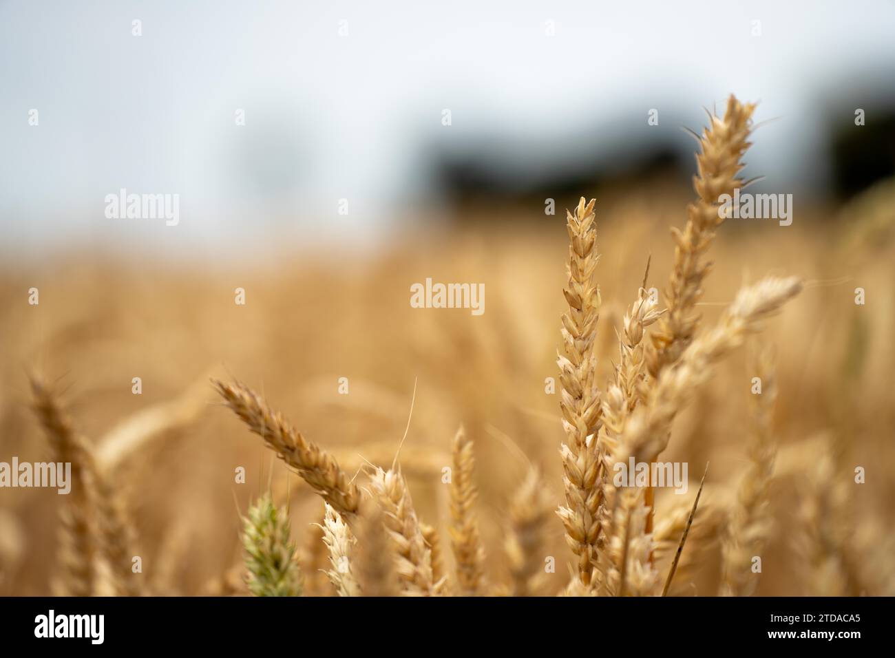 wheat grain crop in a field in a farm growing in rows. growing a crop ...