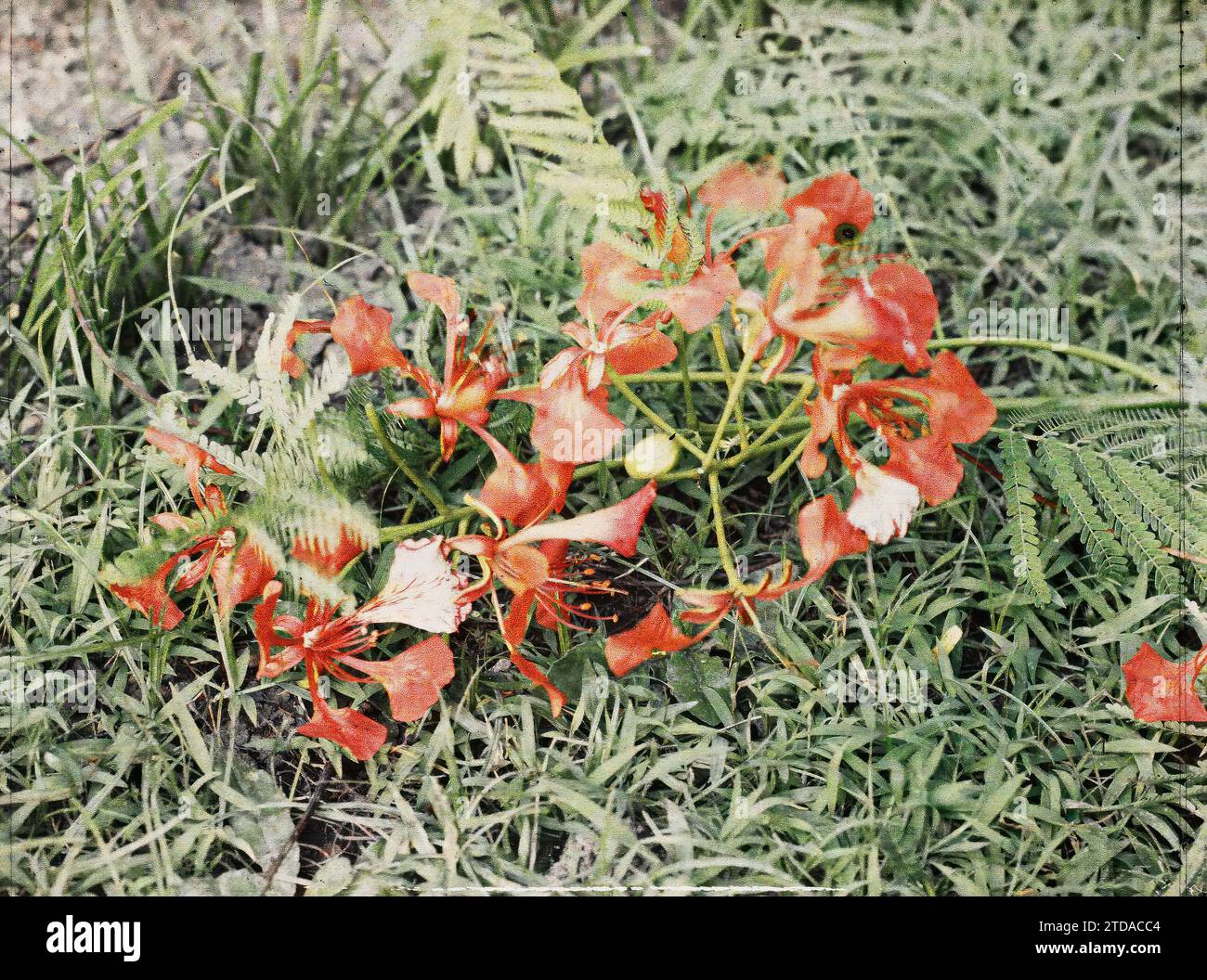 Tonkin, Indochina A branch of flamboyant in flower, cut, Nature ...