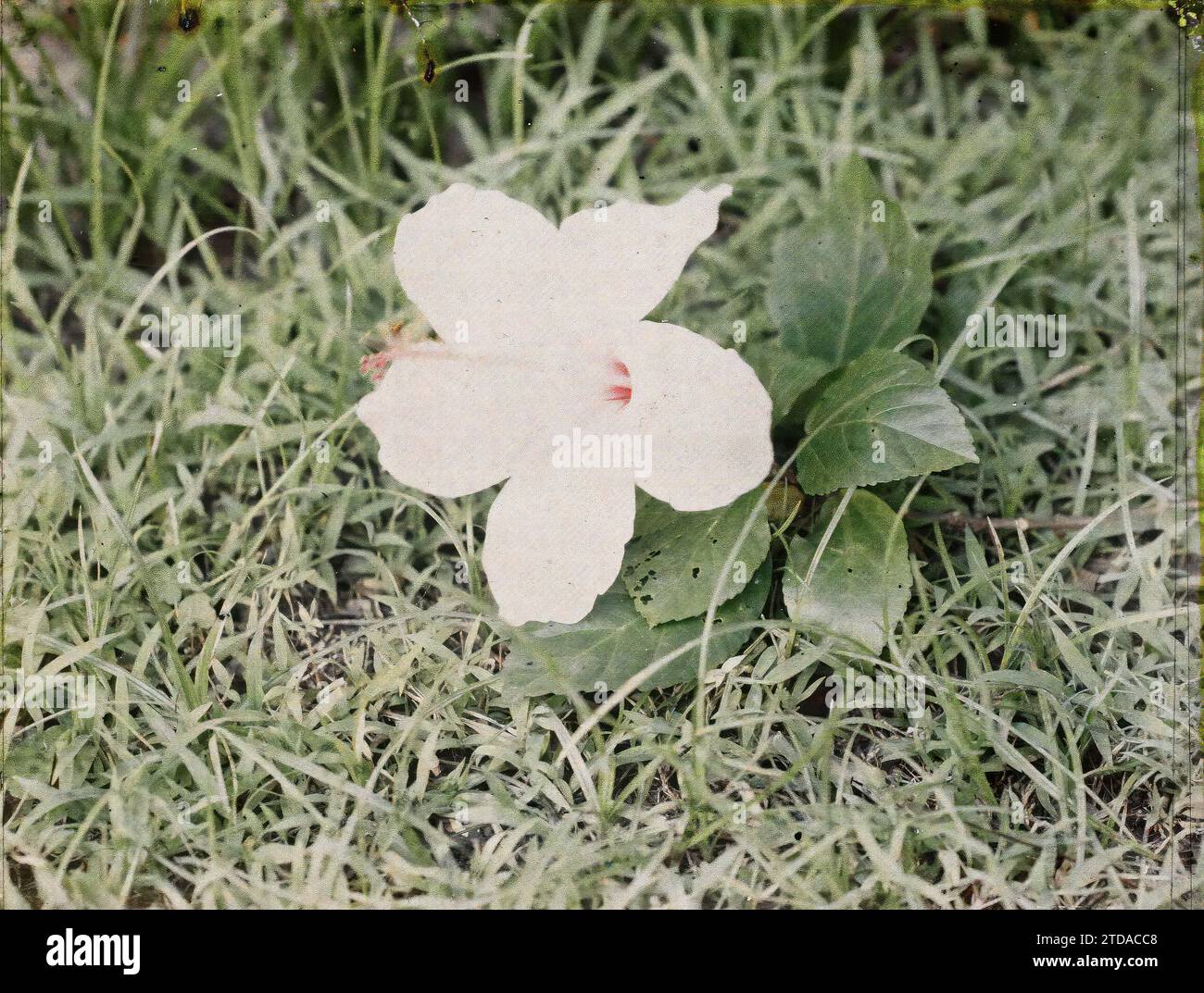 Tonkin, Indochina A branch of white hibiscus with single flower, cut ...
