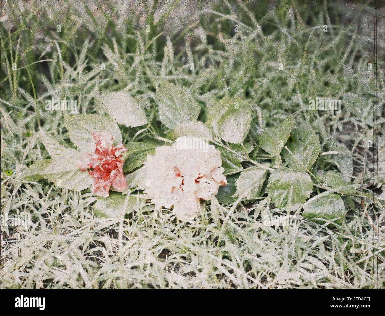 Tonkin, Indochina A branch of double hibiscus in flower, cut, Nature ...