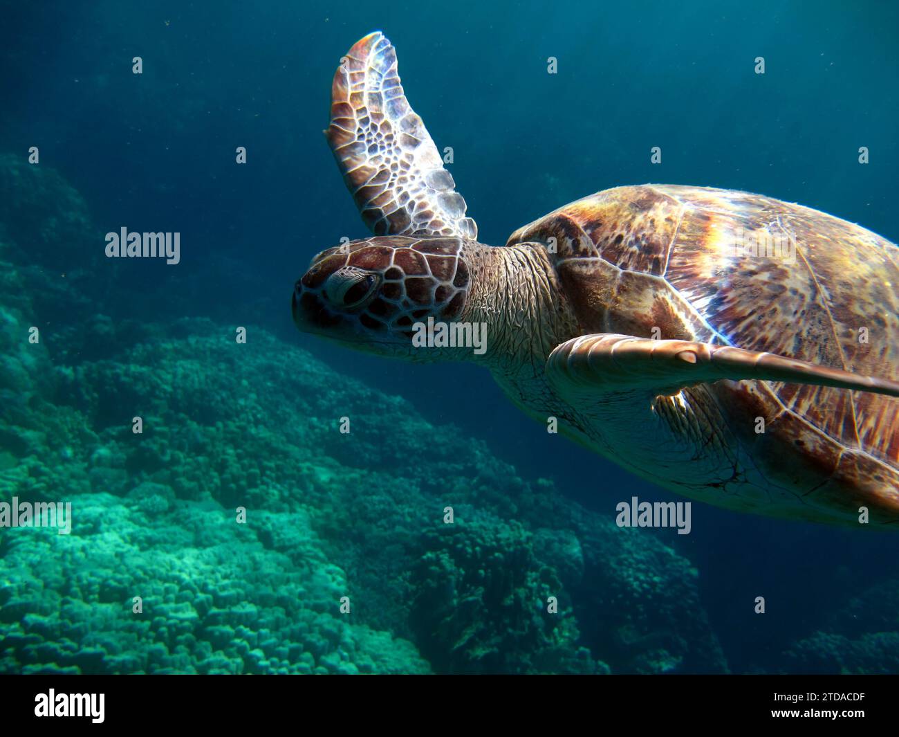 Big Green turtle , Green turtles are the largest of all sea turtles. A ...