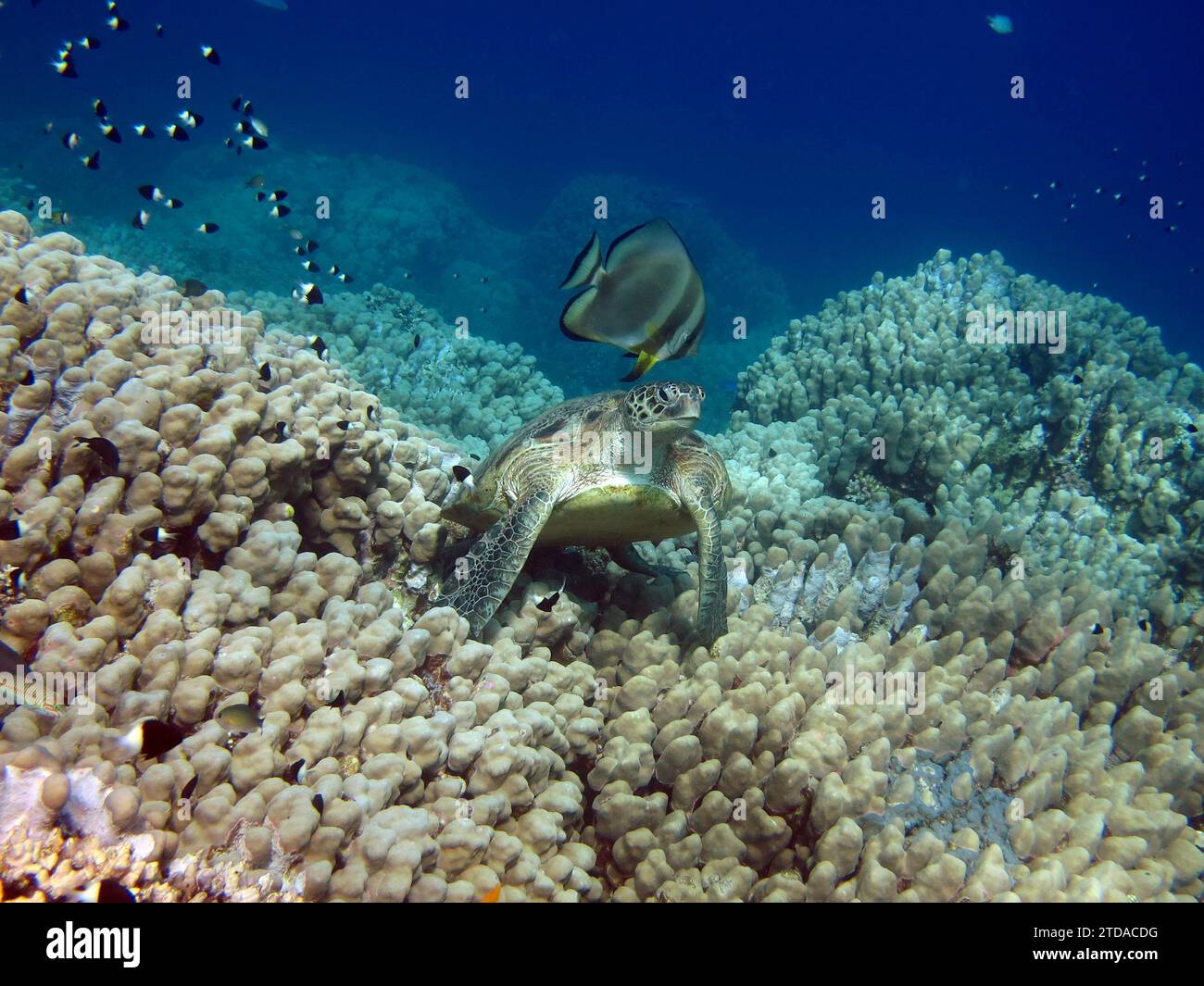 Big Green turtle , Green turtles are the largest of all sea turtles. A ...