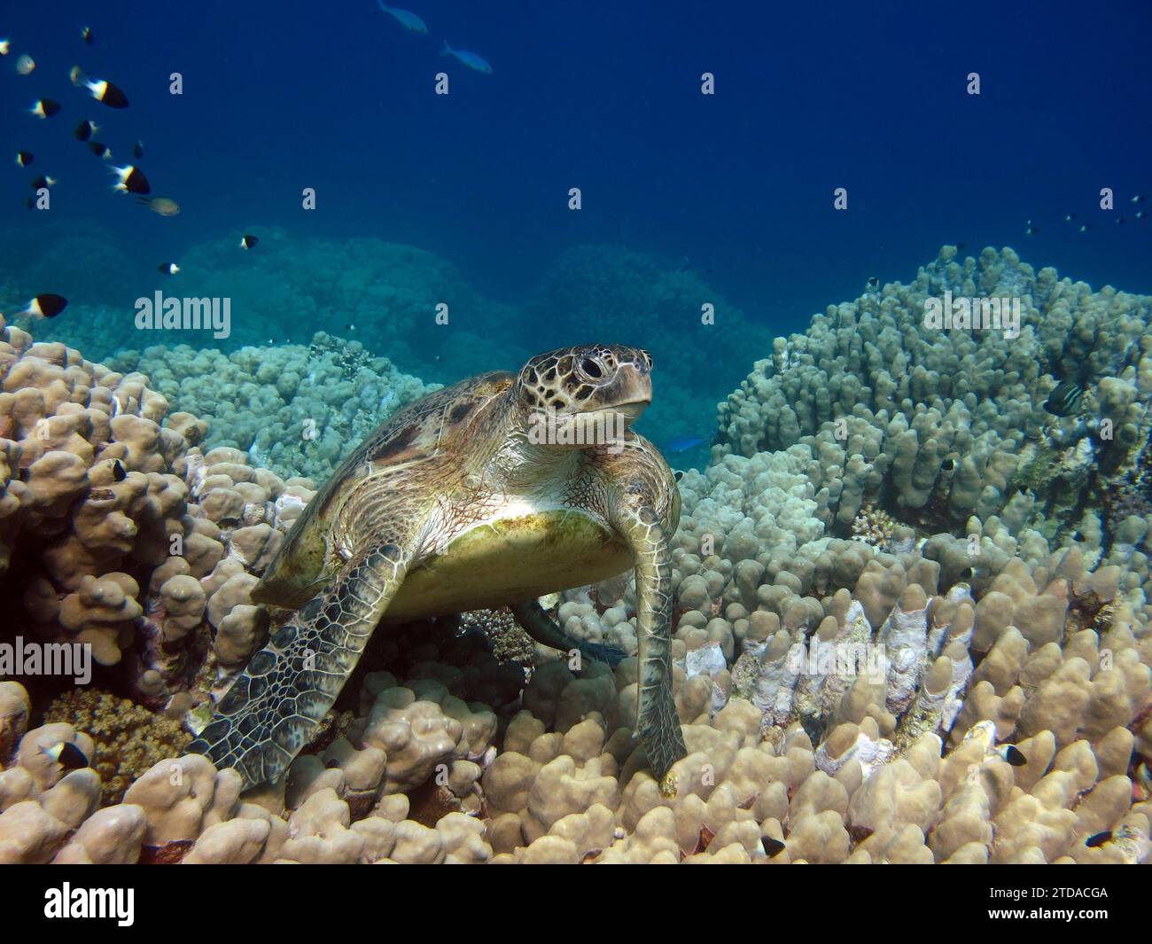 Big Green turtle , Green turtles are the largest of all sea turtles. A ...