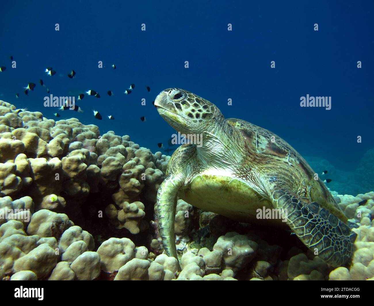 Big Green turtle , Green turtles are the largest of all sea turtles. A ...