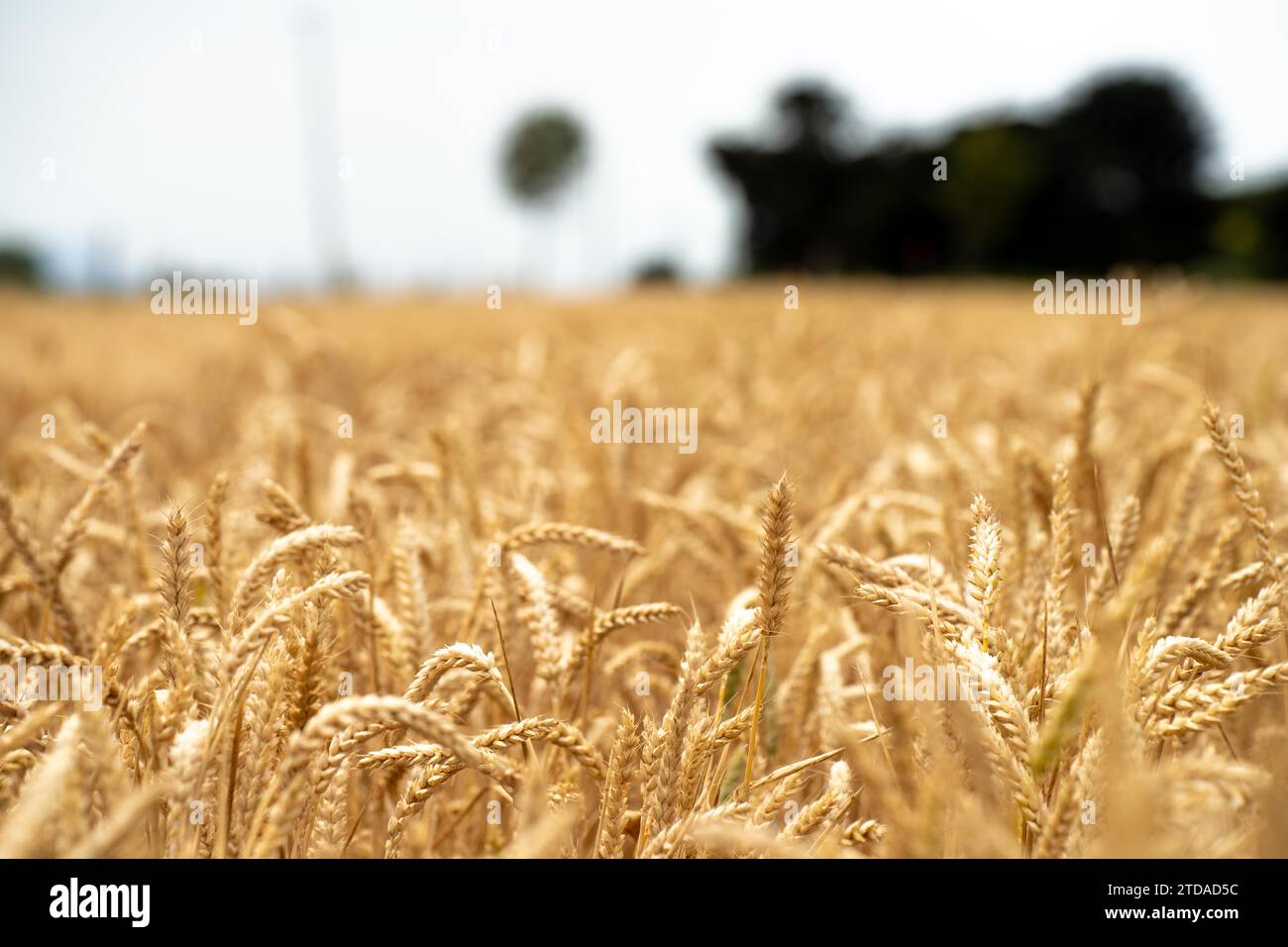 austrlian farming landscape of a wheat grain crop in a field in a farm ...