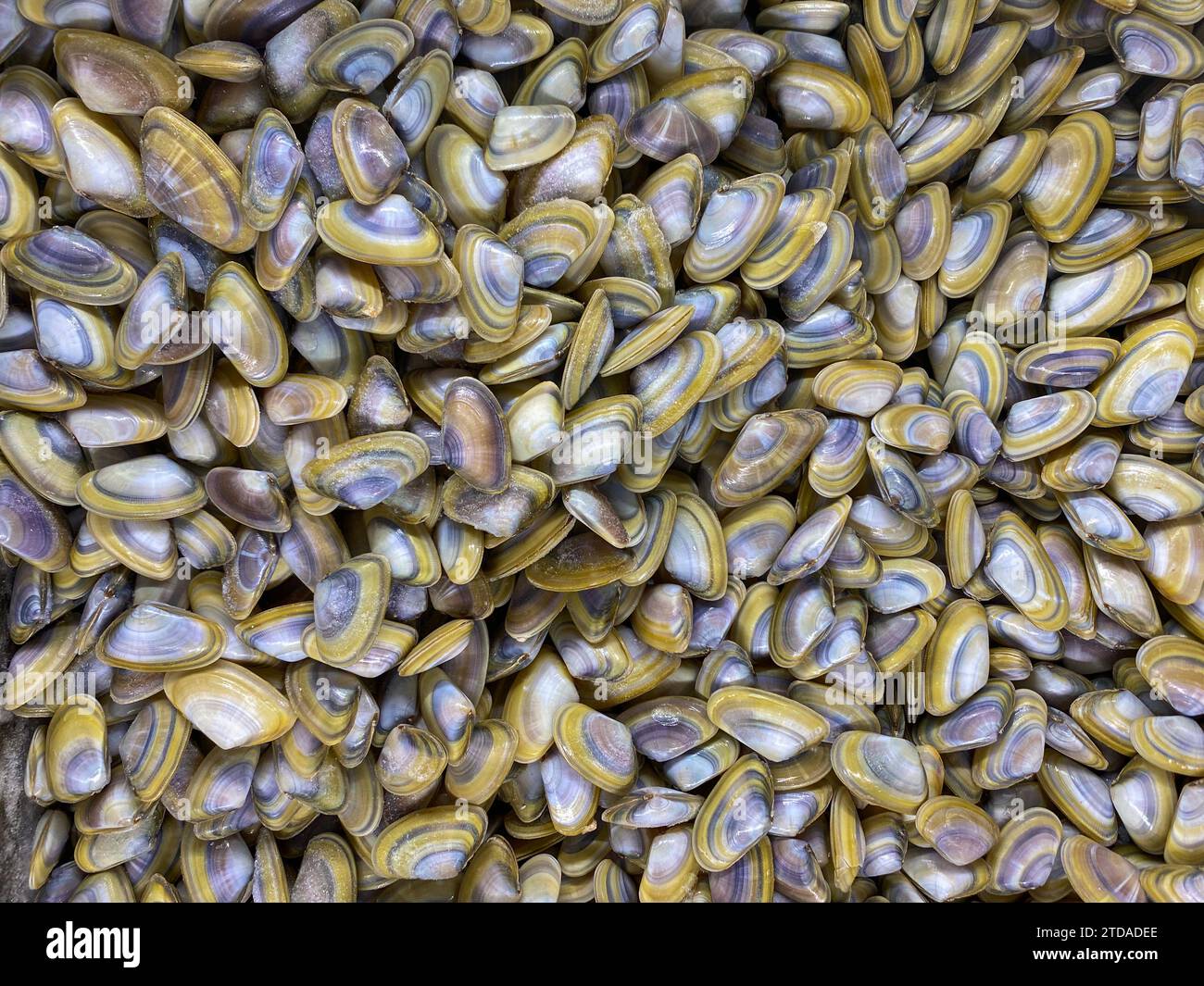 Icy Seafood Showcase: Frozen Clams in Chilled Freezer Background Stock ...