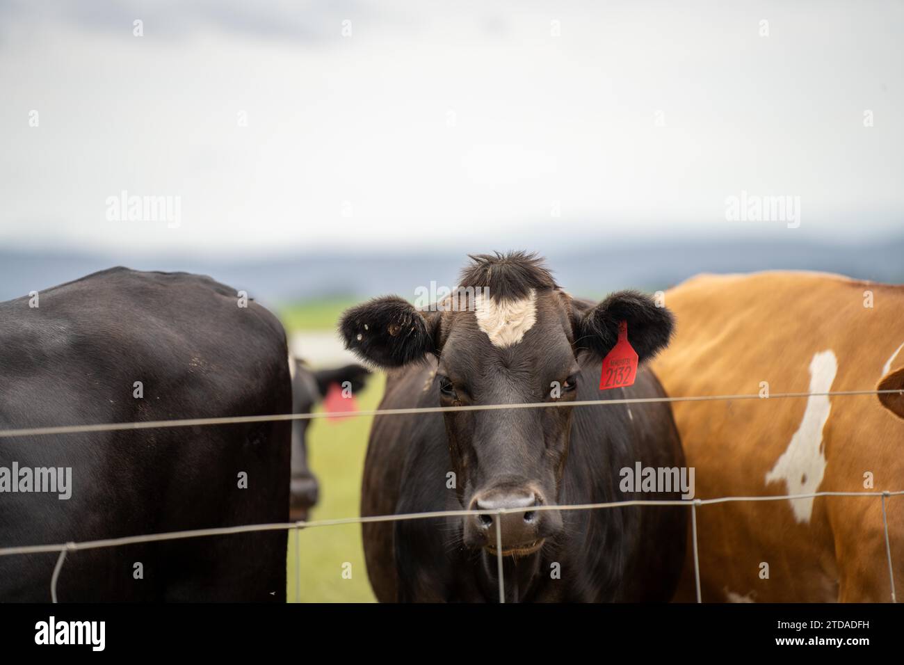 Portrait of Cows in a field grazing. Regenerative agriculture farm ...