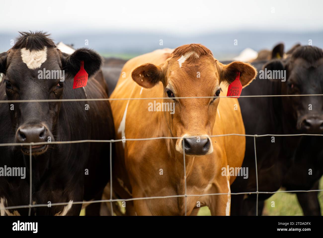 Dairy Cows in a field on a farm in Australia. Beautiful cow close up on ...