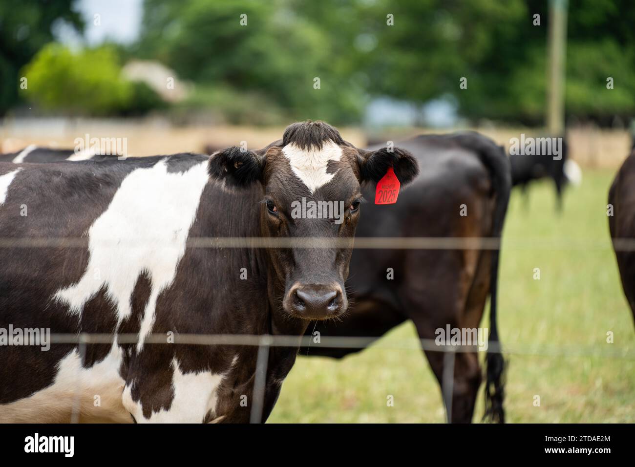 organic, regenerative, sustainable agriculture farm producing stud ...