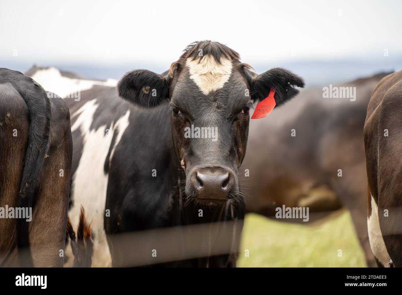 beautiful portrait of a cow in a field on a farm. big fat beef cow ...