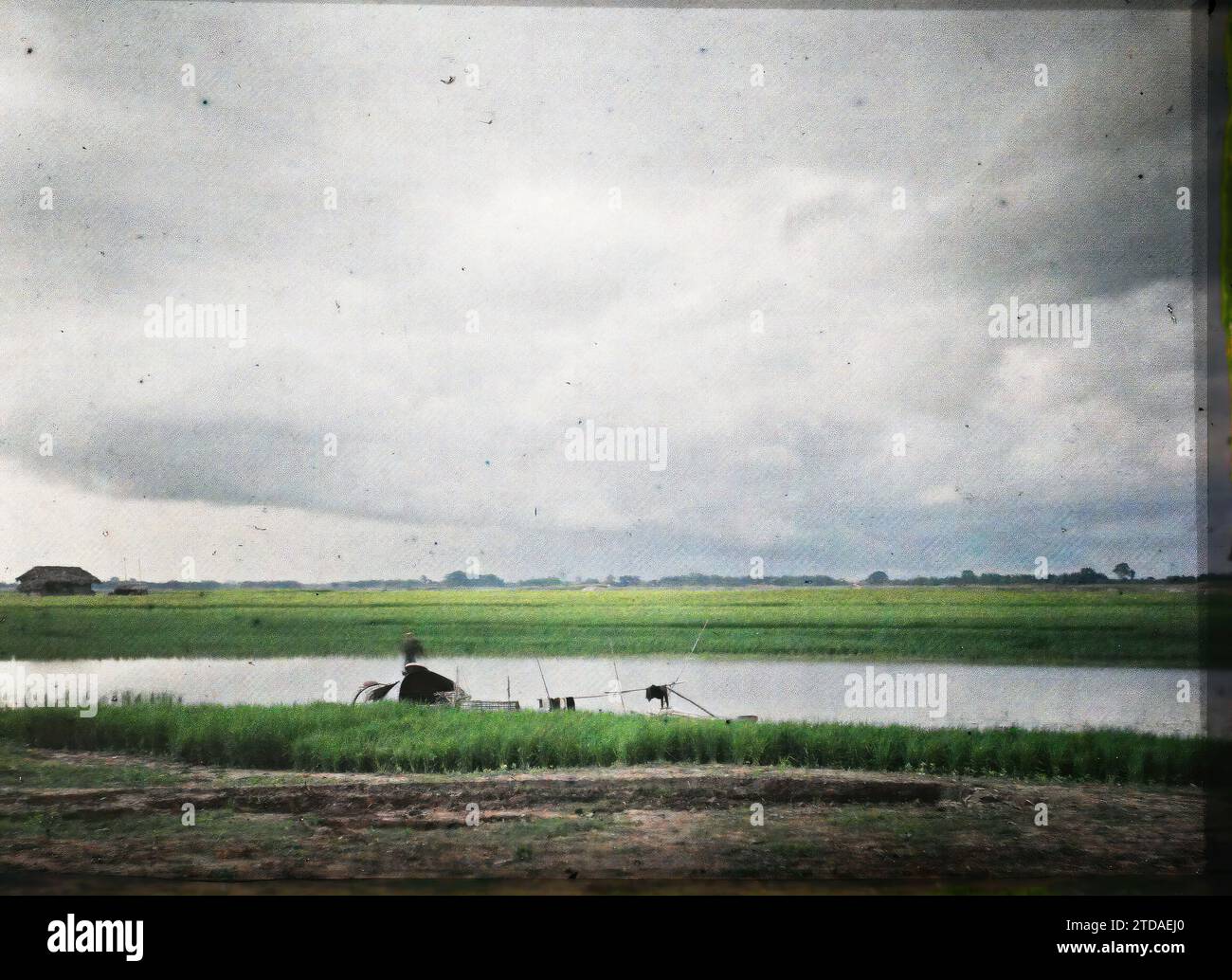 Hà-nôi, Hainoi Vietnam, Tonkin, Indochina Rice fields on the banks of ...