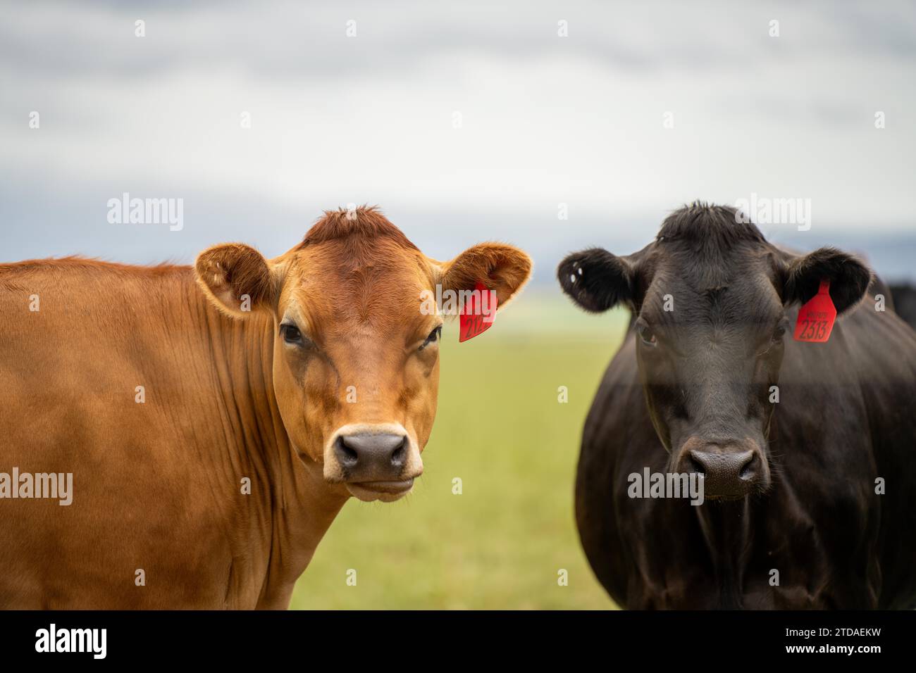 organic, regenerative, sustainable agriculture farm producing stud ...