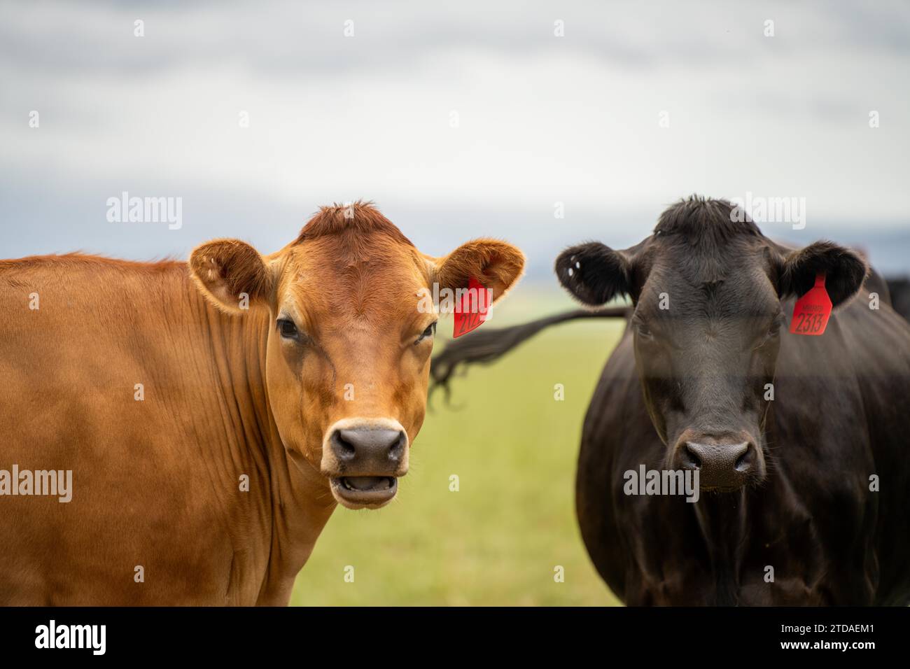 Portrait of Cows in a field grazing. Regenerative agriculture farm ...