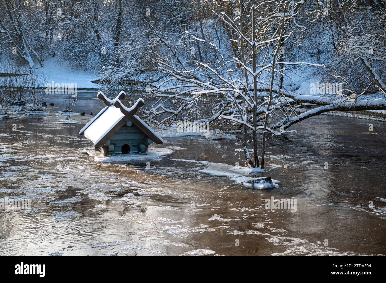 spring floods and ice melt in a small river, waterfowl feeder flooded ...
