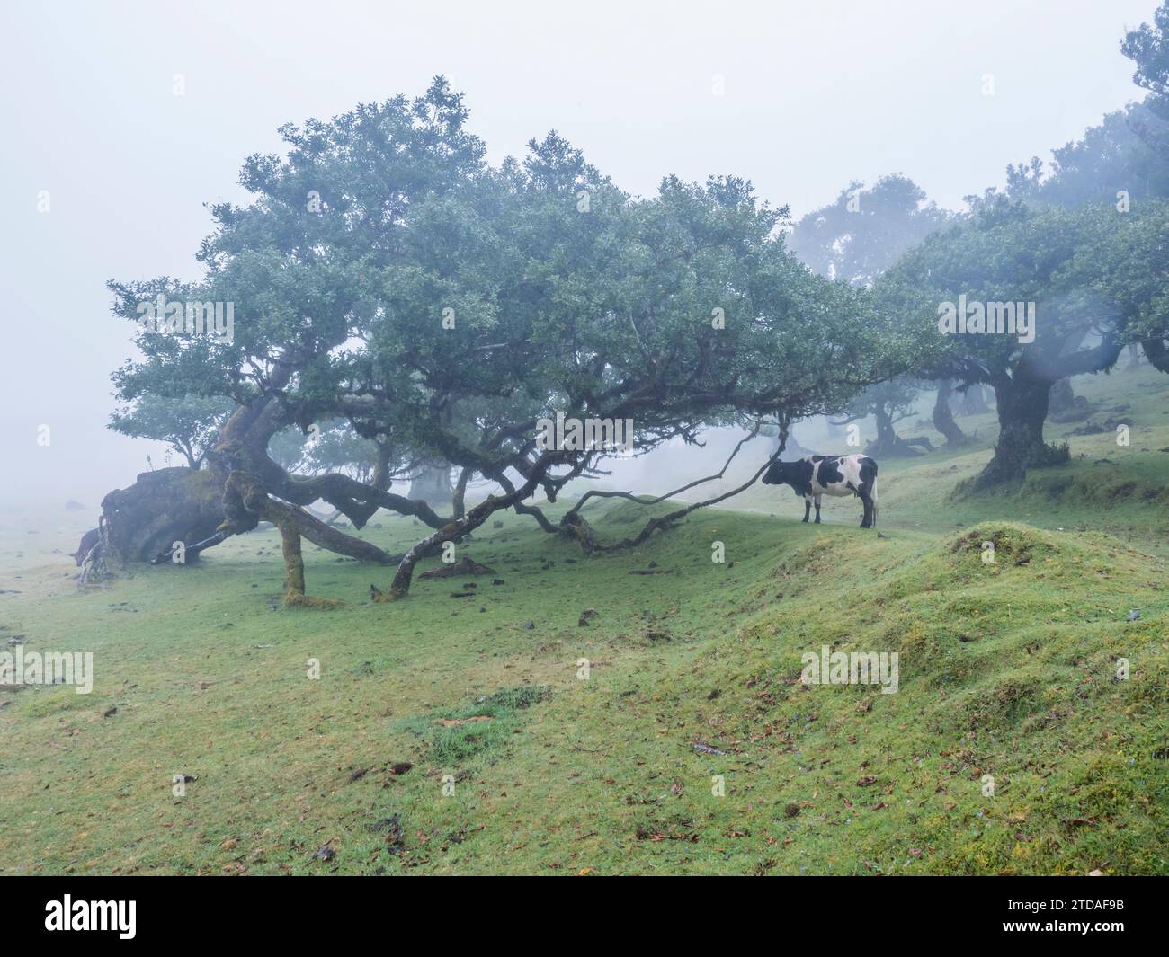 Fanal laurel forest in rain and dense fog with cow and bizarre shape ...