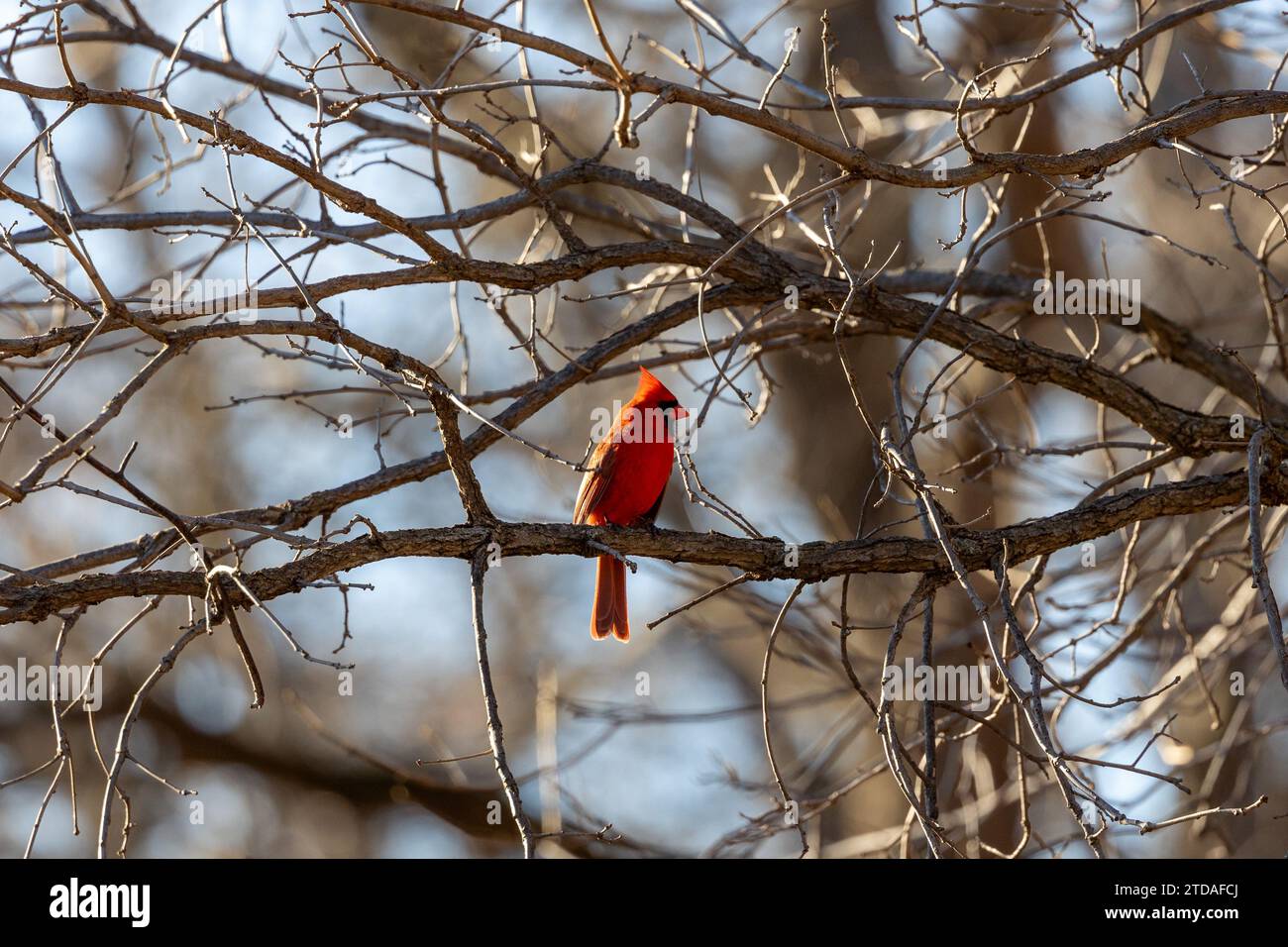 Tree in michigan hi-res stock photography and images - Alamy