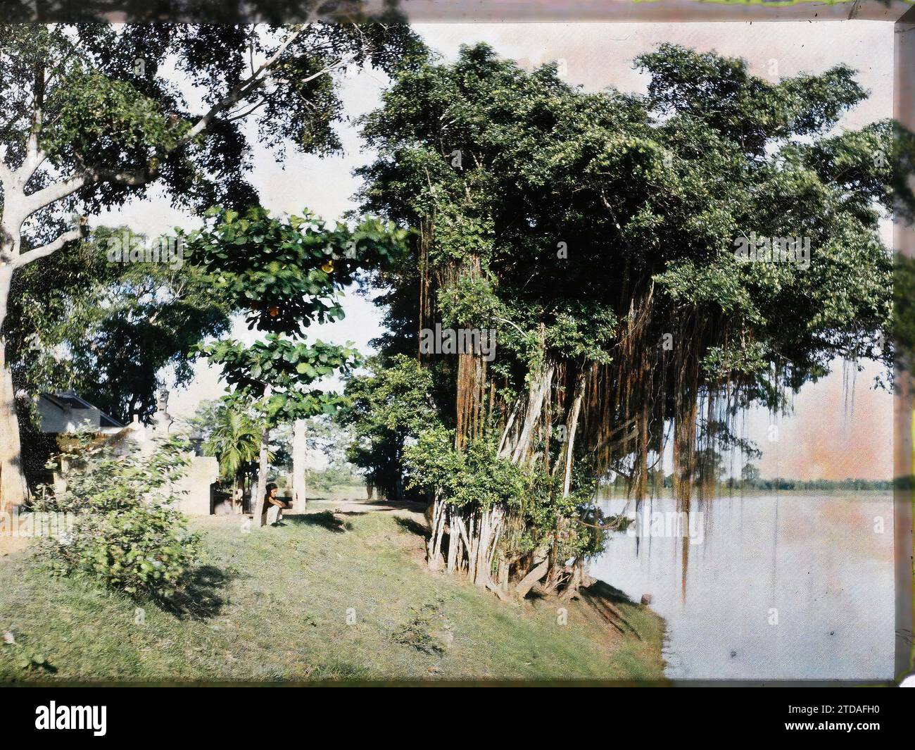 Hà-nôi, Hainoi Vietnam, Tonkin, Indochina A banyan tree on the banks of ...