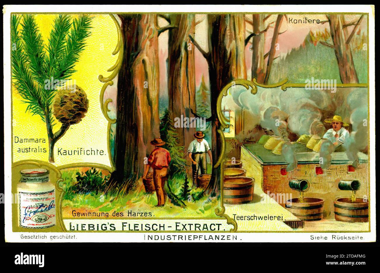 Plants Used in Industry - Conifer - Vintage Liebig Trade Card Stock ...
