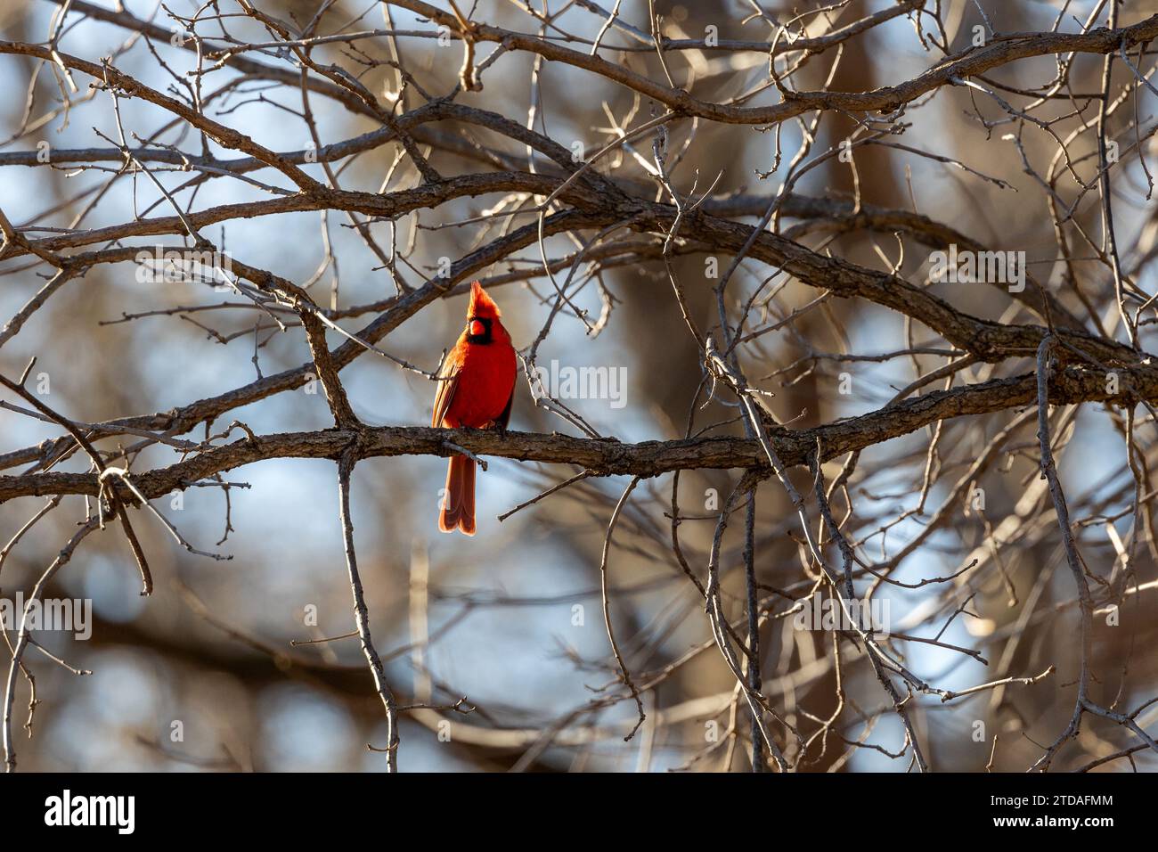 Male cardinal in a tree in Michigan Stock Photo - Alamy