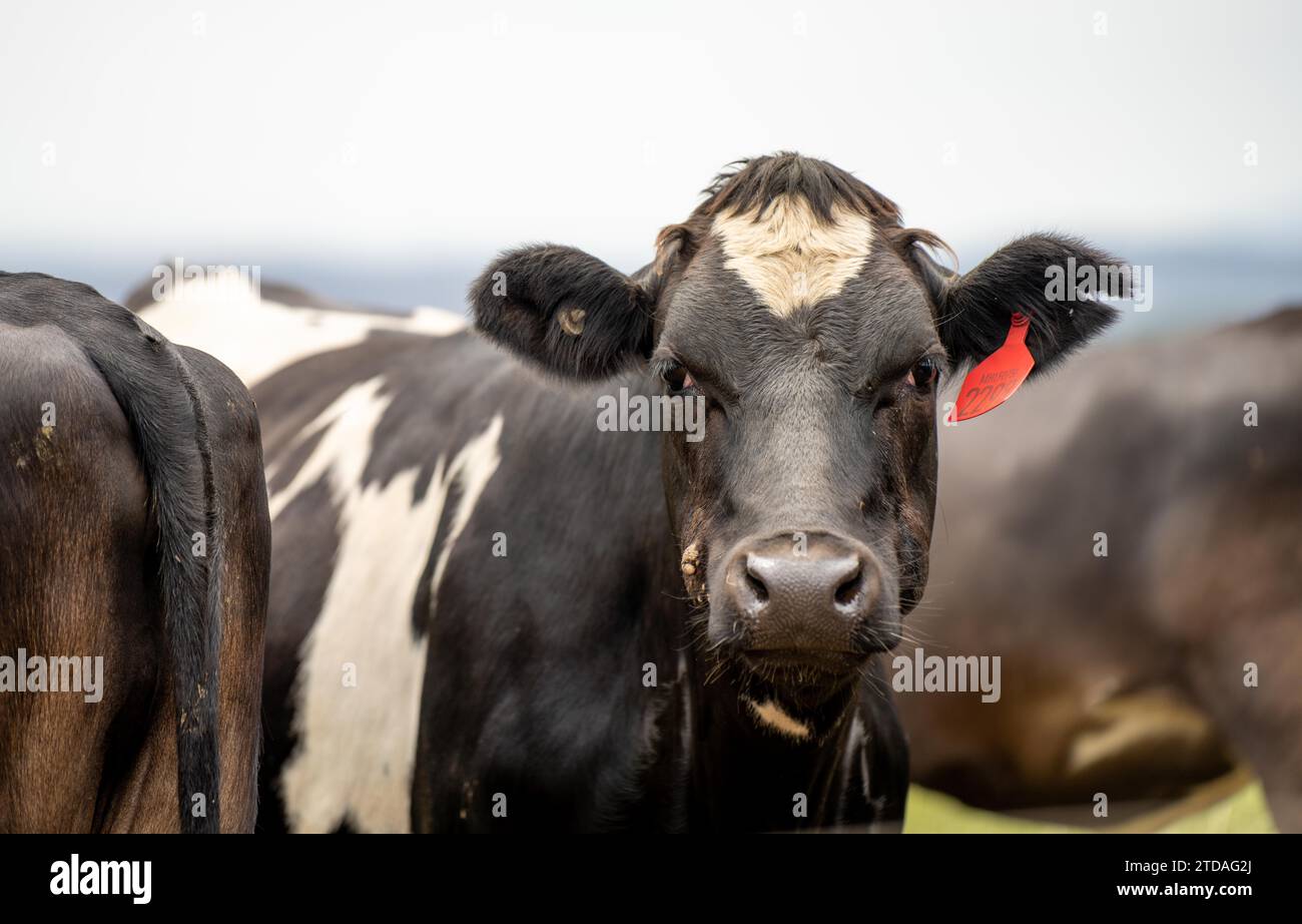 organic, regenerative, sustainable agriculture farm producing stud ...