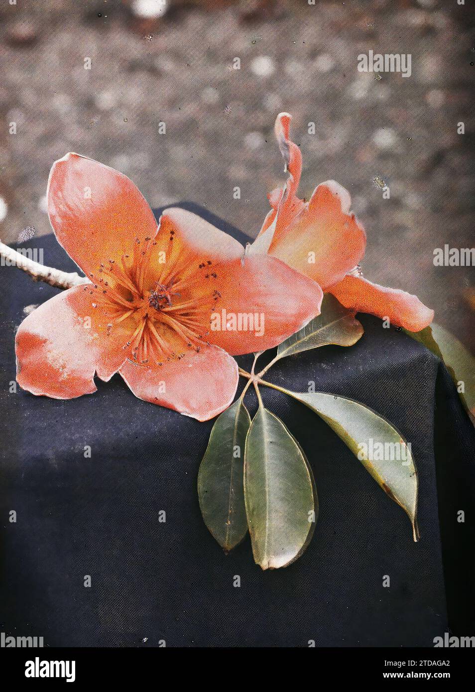 Kapok flower hi-res stock photography and images - Alamy