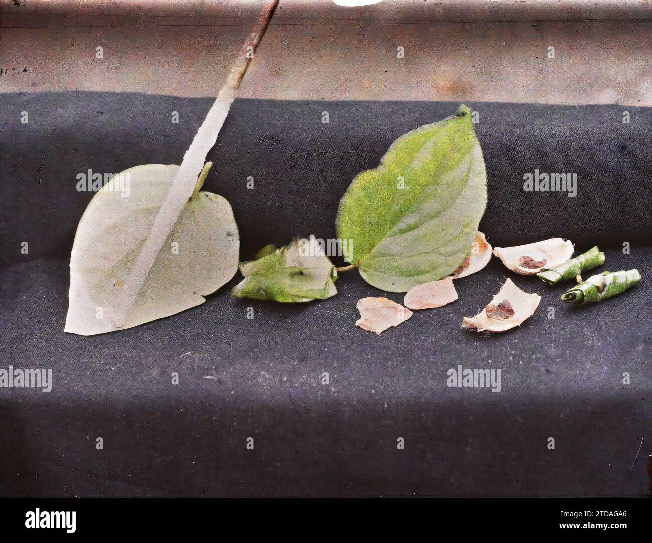 Betel nut quid hi-res stock photography and images - Alamy