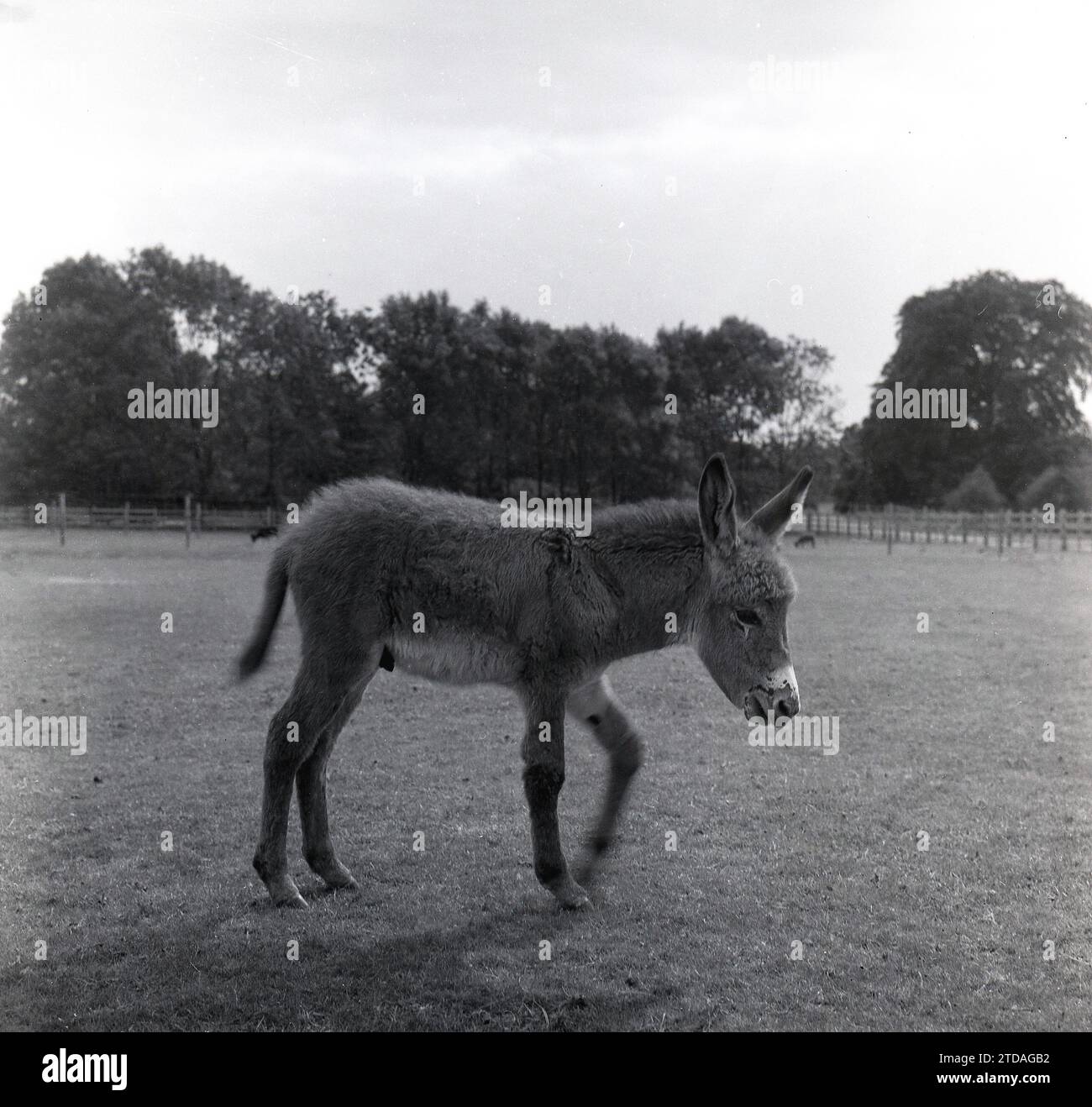 1950s, historical, a young donkey in a field, England, UK Stock Photo ...