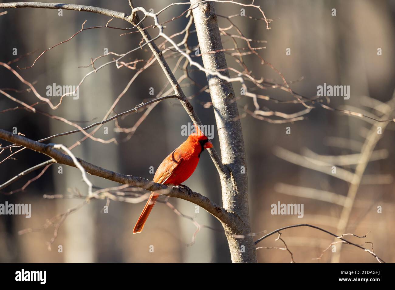 Male cardinal in a tree in Michigan Stock Photo - Alamy